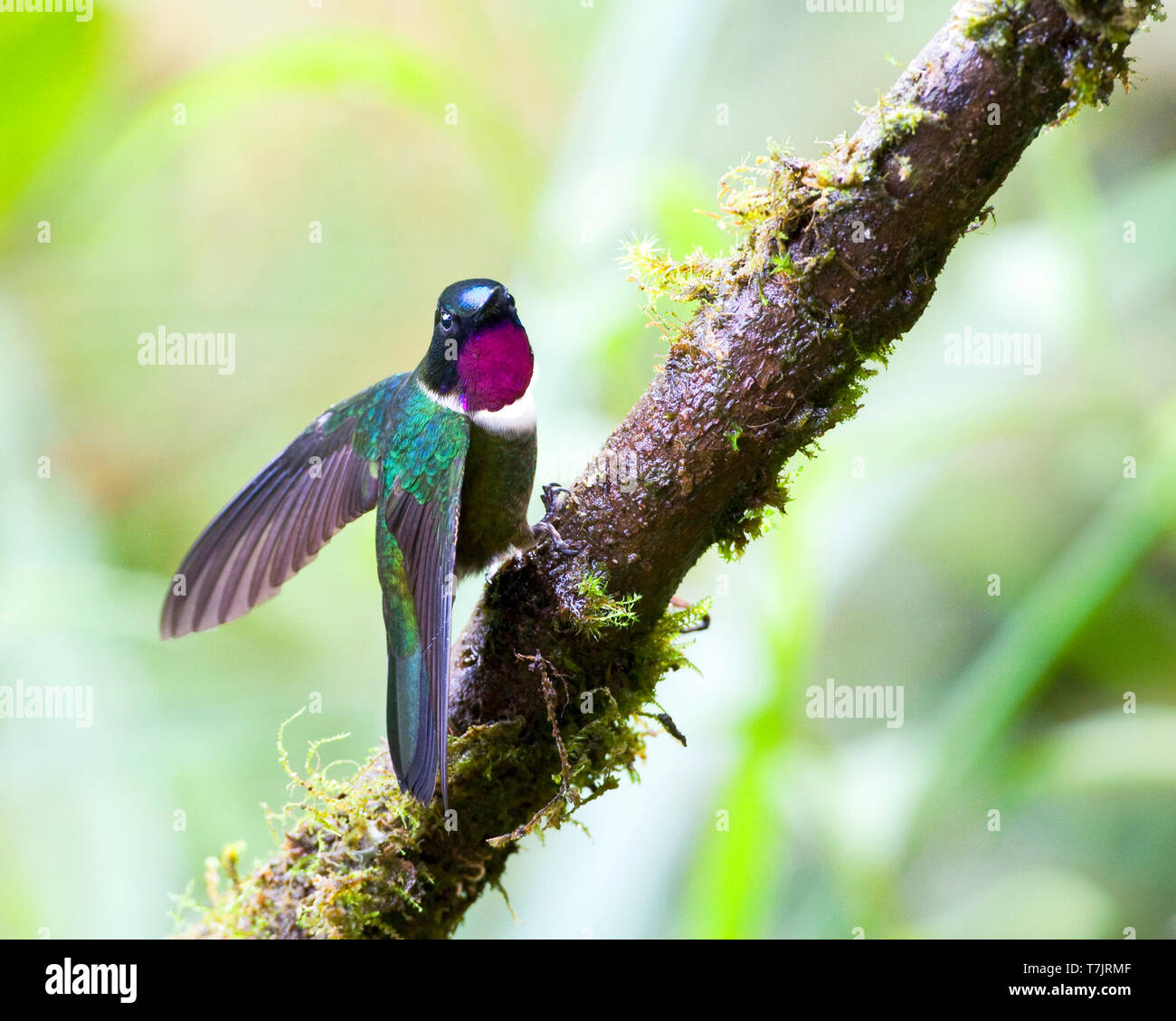 Upper subtropical forest hi-res stock photography and images - Alamy