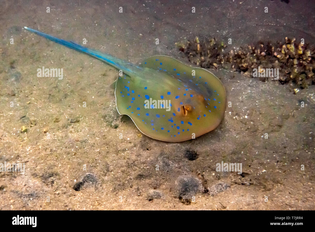 Stingray from above hi-res stock photography and images - Alamy