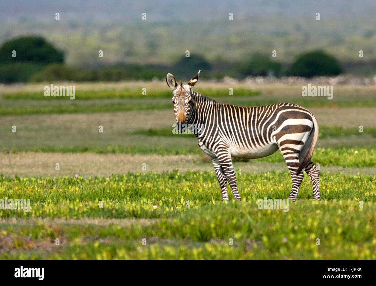 Smallest zebra species hi-res stock photography and images - Alamy