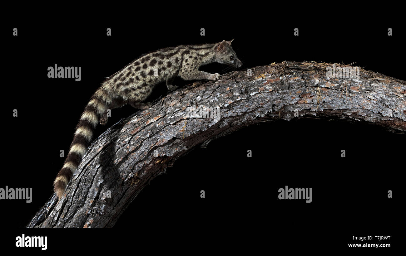 Gewone genetka hi-res stock photography and images - Alamy