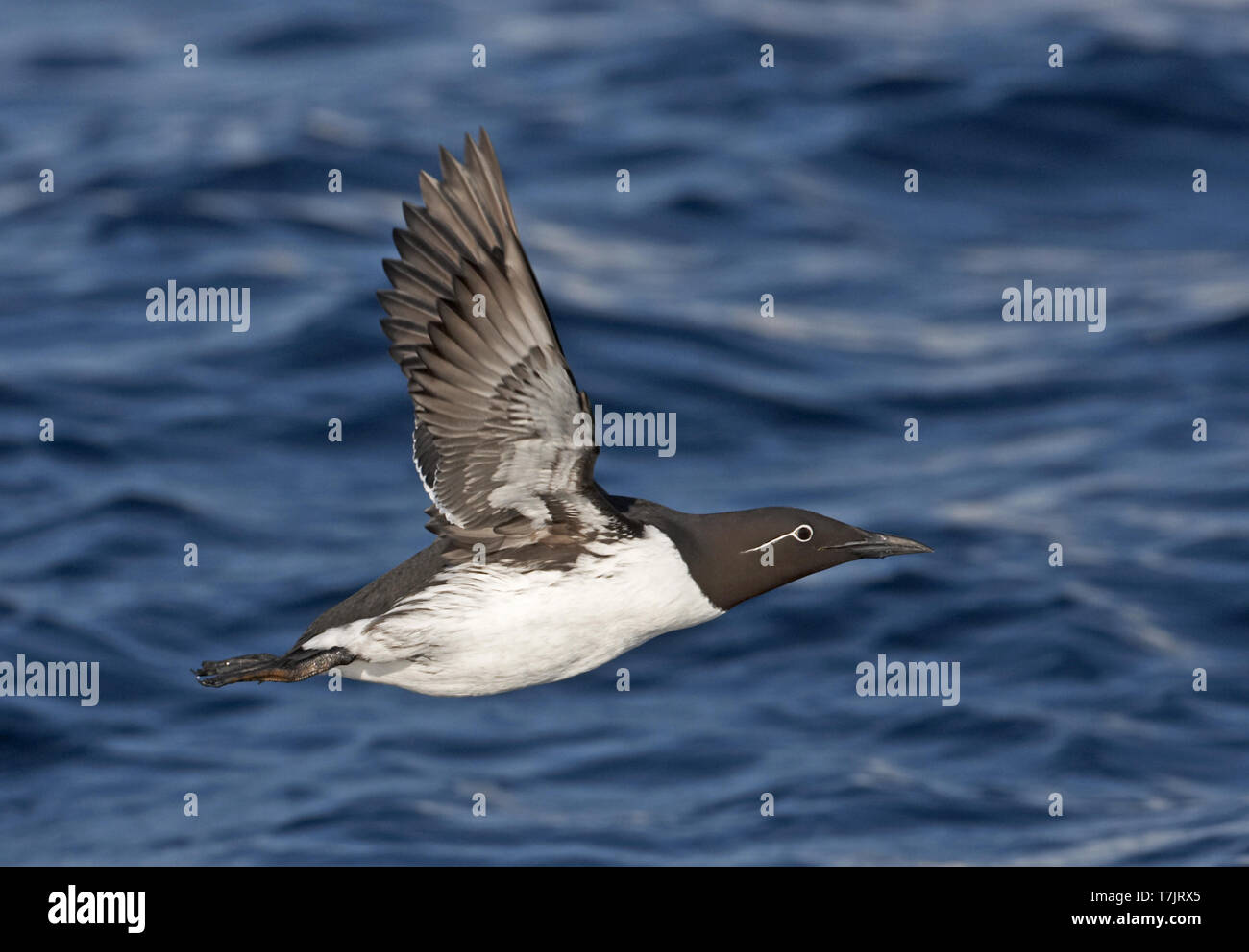 Common Murre adult in flight Stock Photo - Alamy