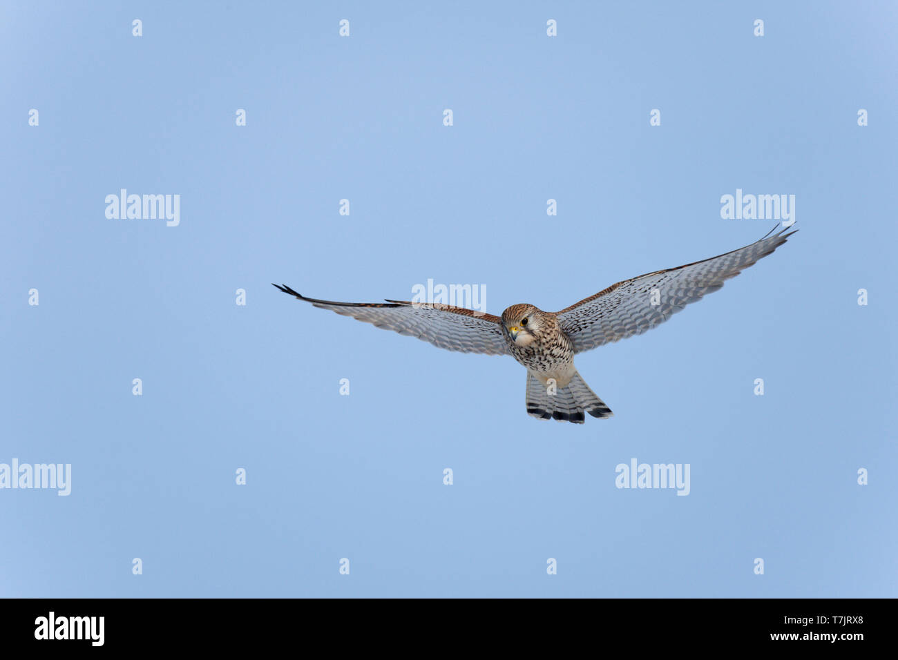 Hovering Common Kestrel (Falco tinnunculus) in the Netherlands Stock ...