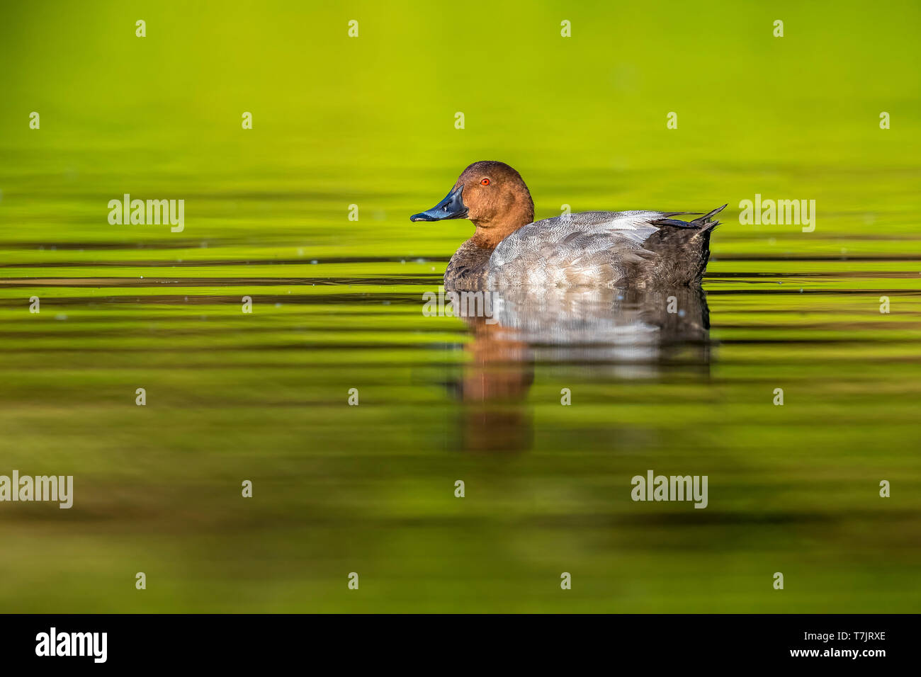 Eclipse plumage drake hi-res stock photography and images - Alamy
