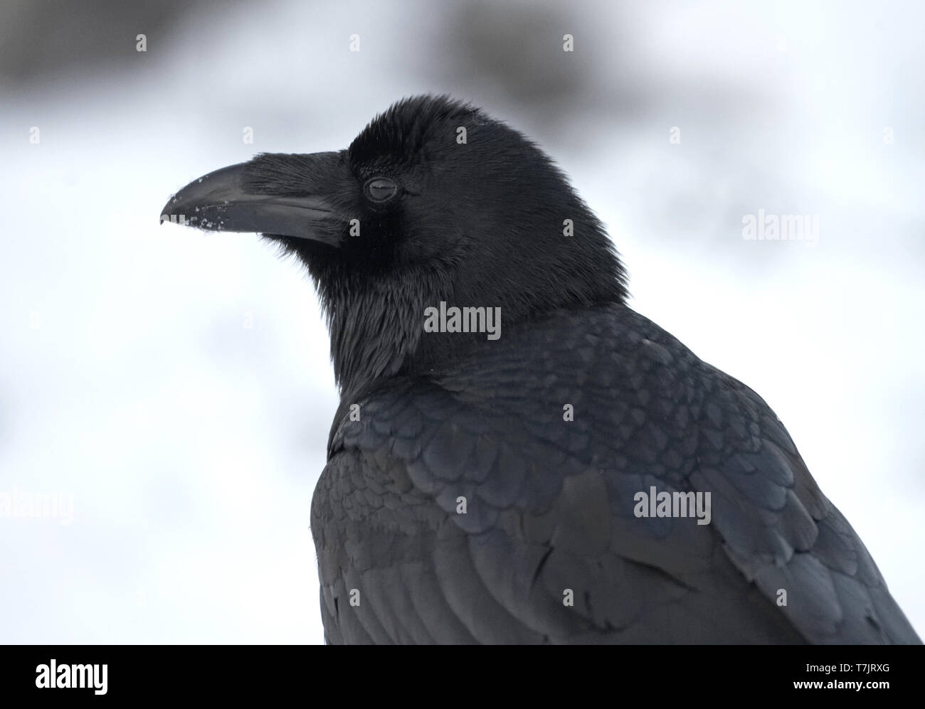 Ravens in the snow Stock Photo - Alamy