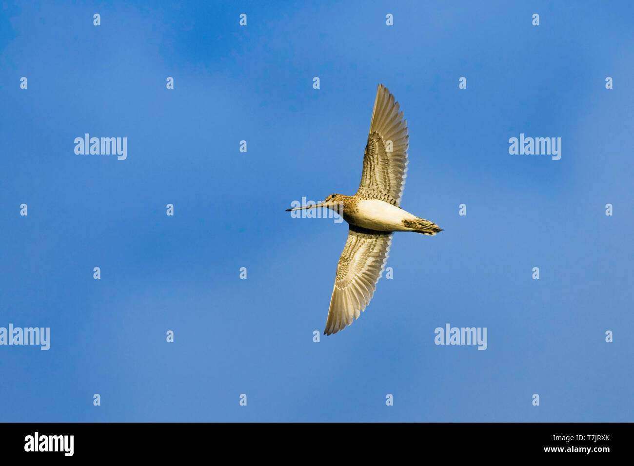 Common Snipe in flight Stock Photo - Alamy