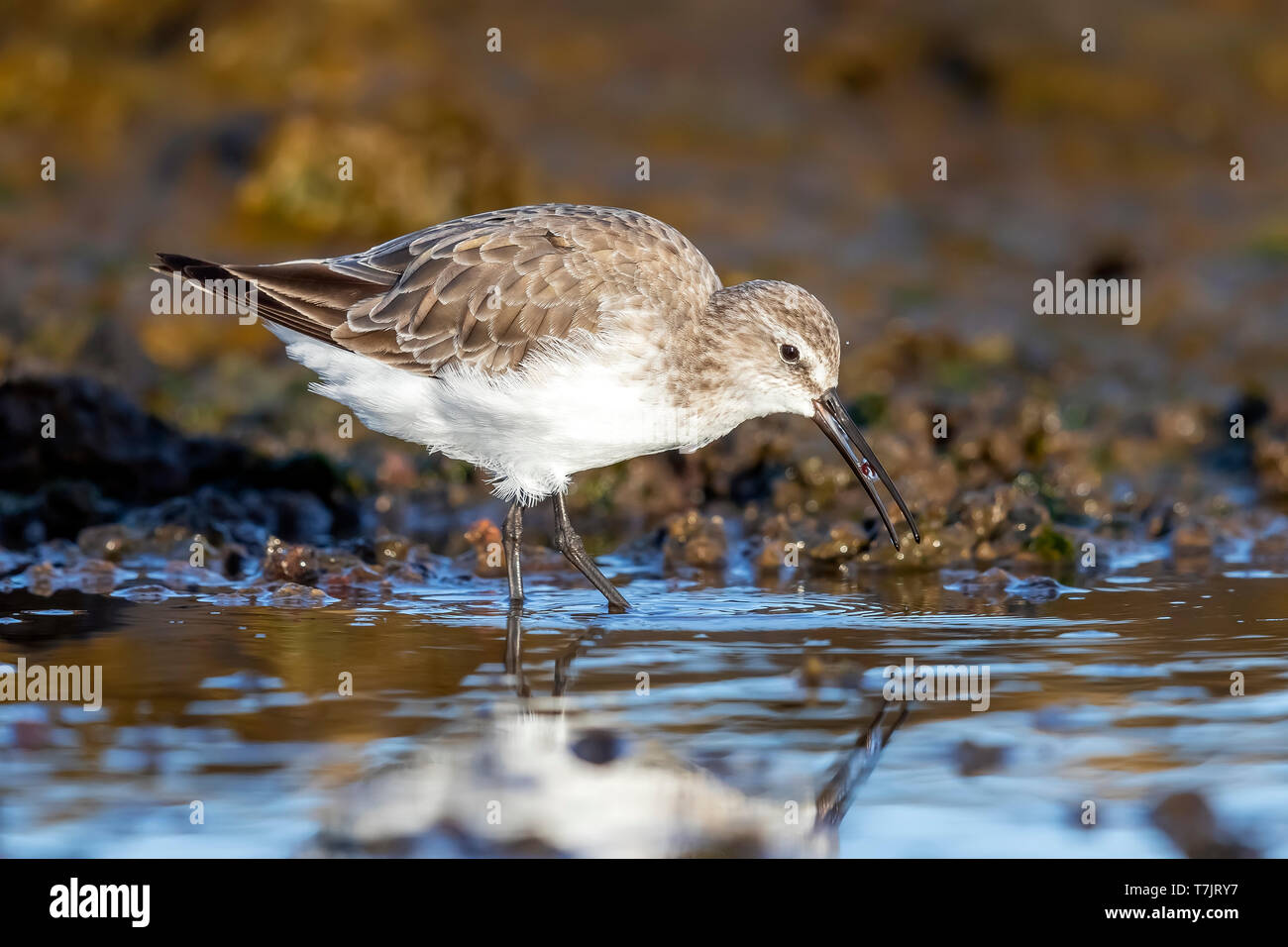 Adult winter plumage Curlew Sandpiper walking on Cabo da Praia ...