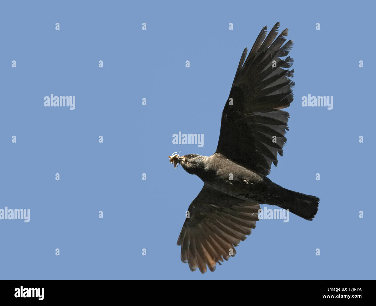 Daurian Jackdaw in flight Stock Photo - Alamy