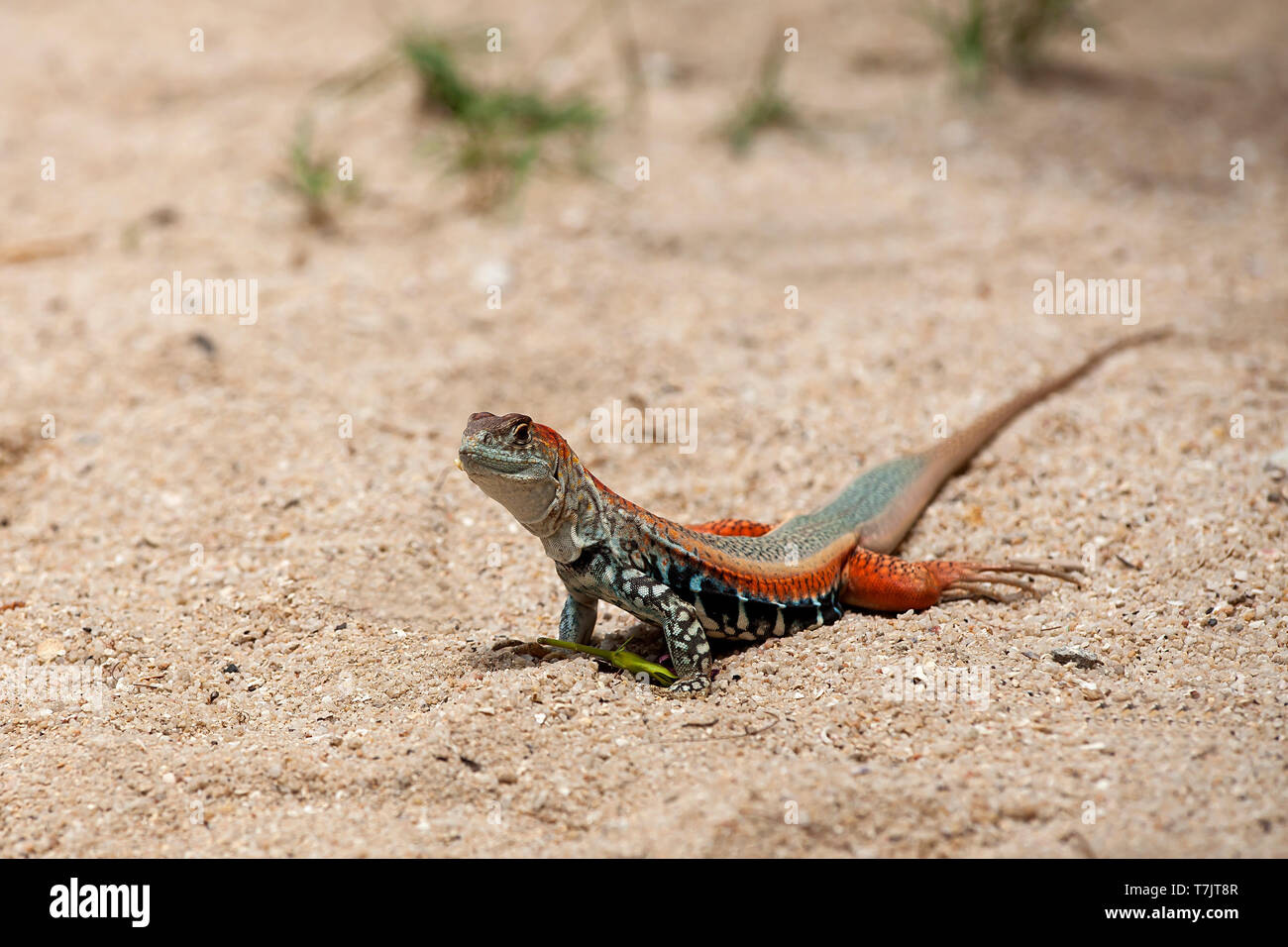 Butterfly lizzard, (Leiolepis belliana), Hong Ong Island, Vietnam, Asia ...