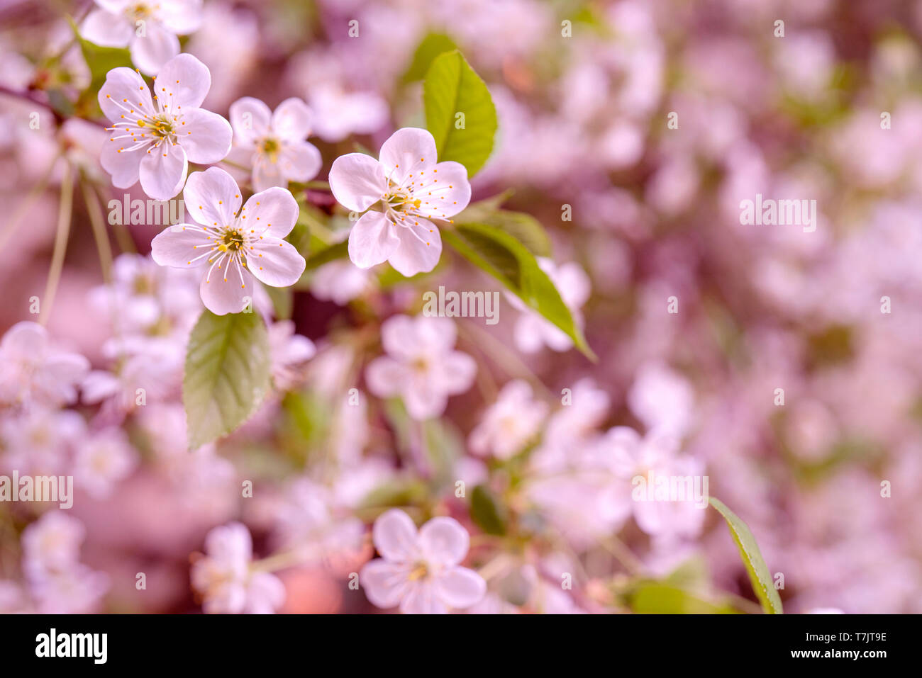 Spring flowering cherry. Background for greeting card, invitation for ...