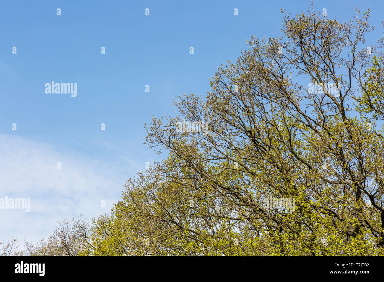 Treetop tree branches in hi-res stock photography and images - Alamy