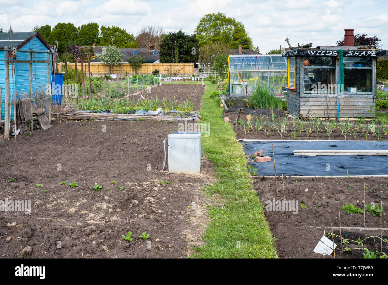 An allotment plot in England UK prepared and ready for planting in ...