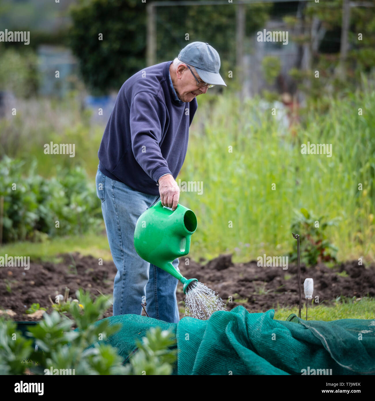 An elderly man using a watering can on his allotment plot in England UK ...