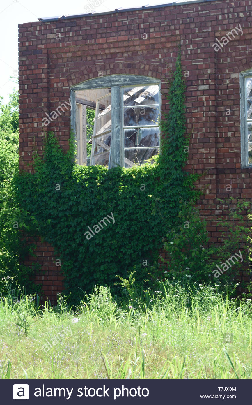 Building Ivy High Resolution Stock Photography and Images - Alamy