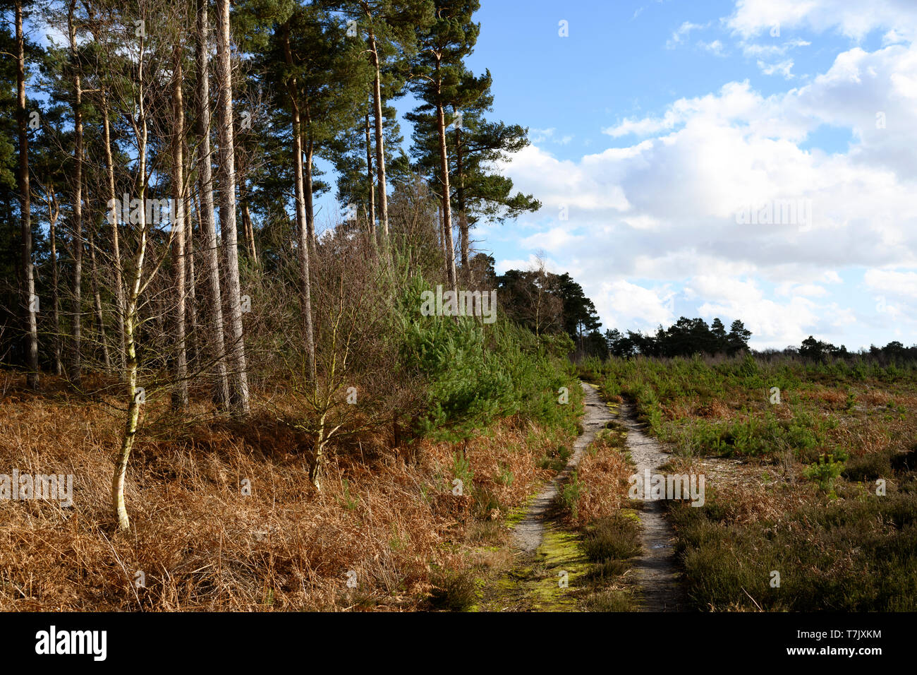 Upper Hollesley Common Suffolk UK Stock Photo - Alamy