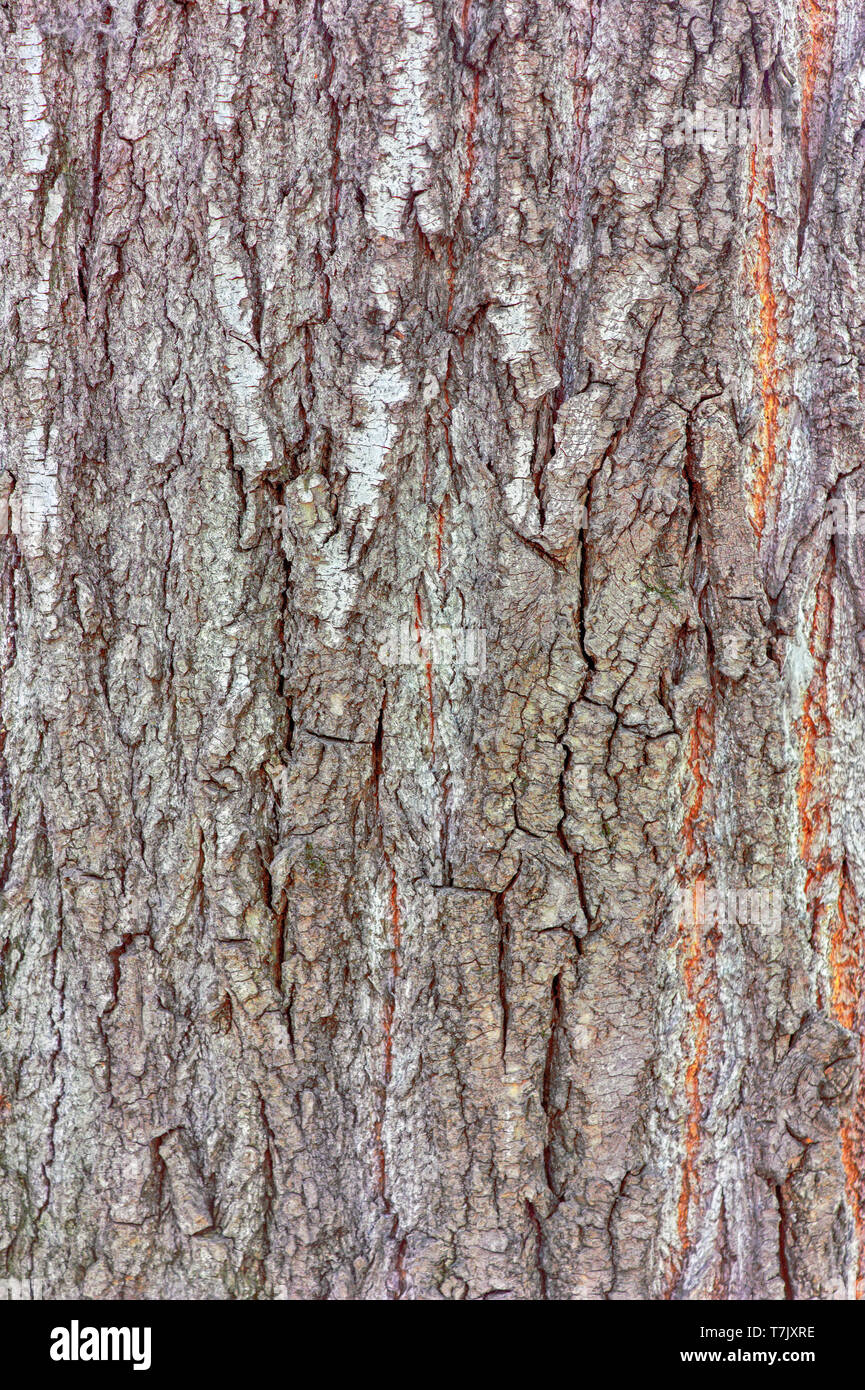 Very Old tree bark texture. Tree bark texture close up macro. Natural ...