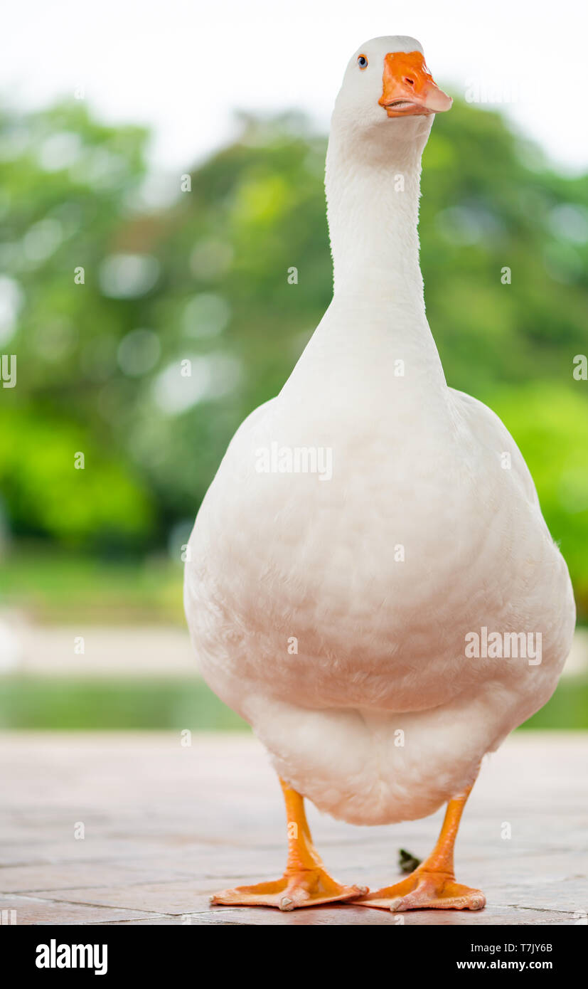 beautiful wild life white swan stand on tree background at park in the ...