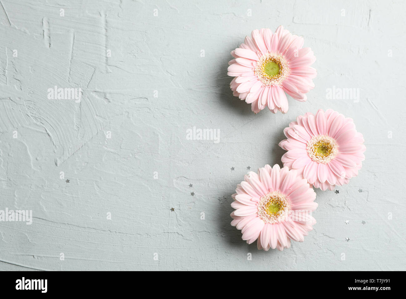 Beautiful pink gerbera flowers with little stars on gray background ...