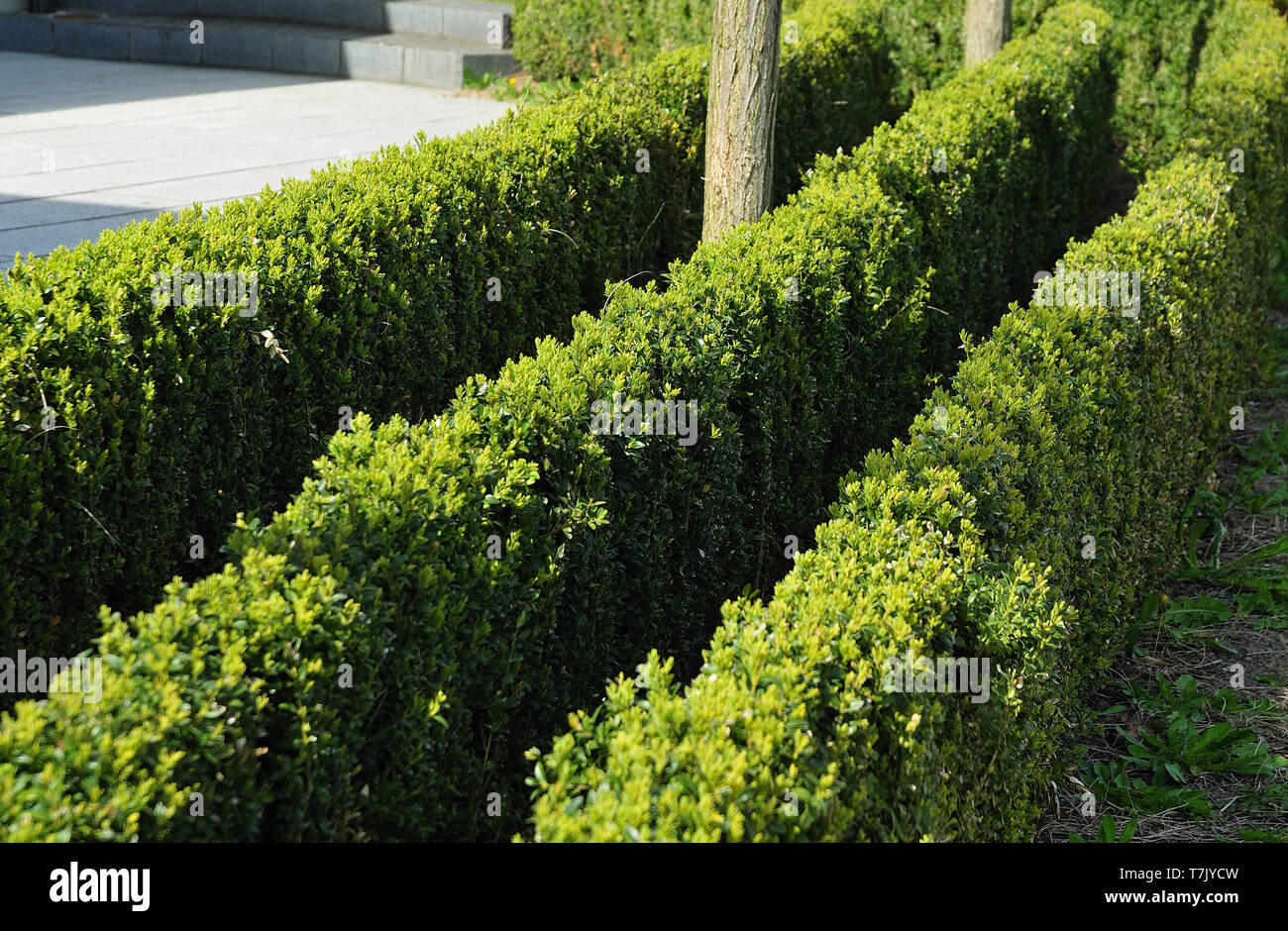 cut box hedges planted in slim parallel rows Stock Photo - Alamy