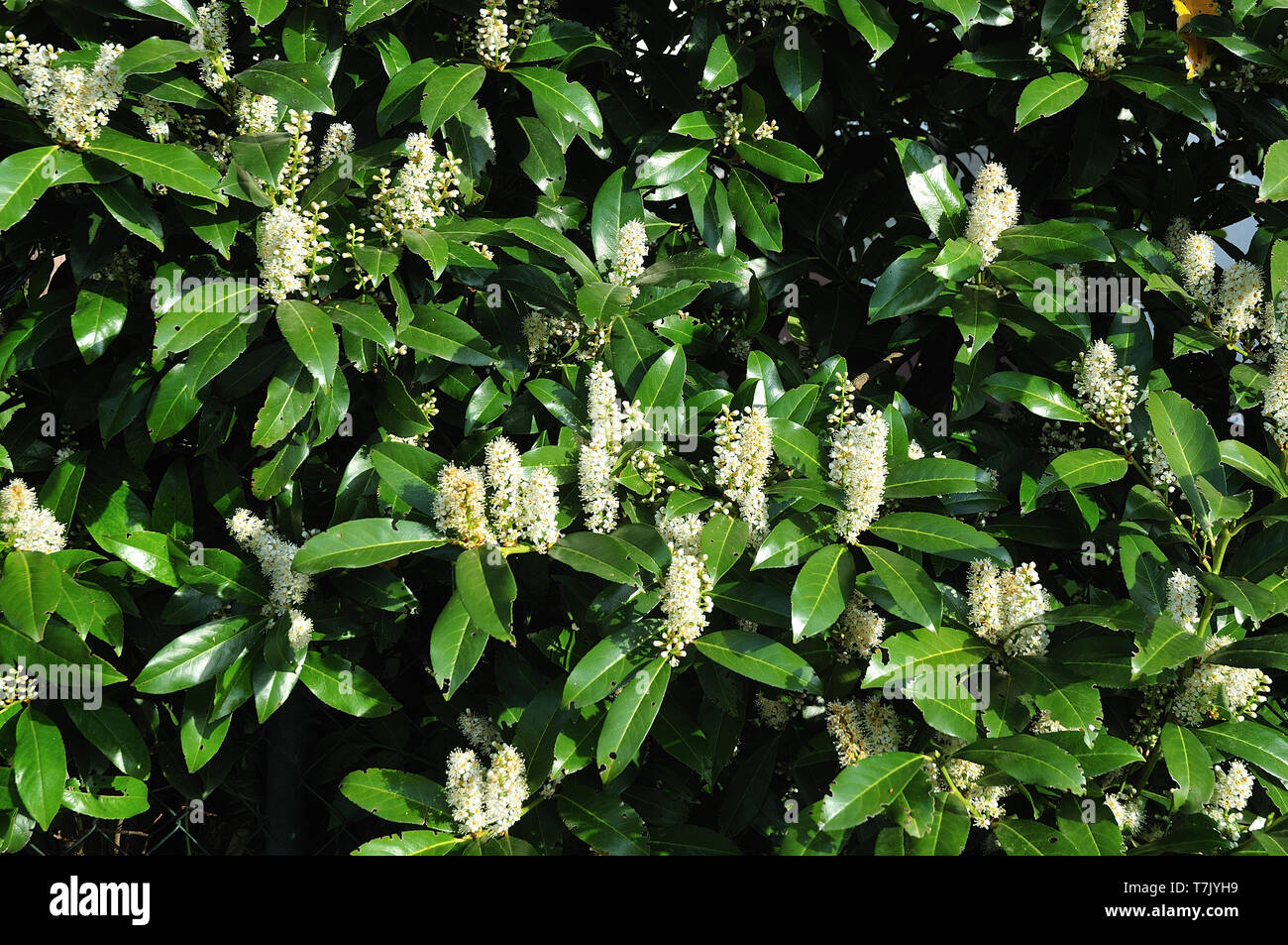 Cherry Laurel Hedge High Resolution Stock Photography and Images - Alamy