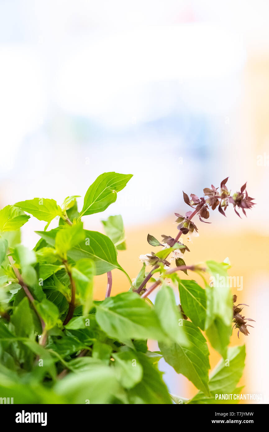 chef prepare fresh basil leaves for cooking Thai food.asian vegetable basil leaf.closeup basil ...