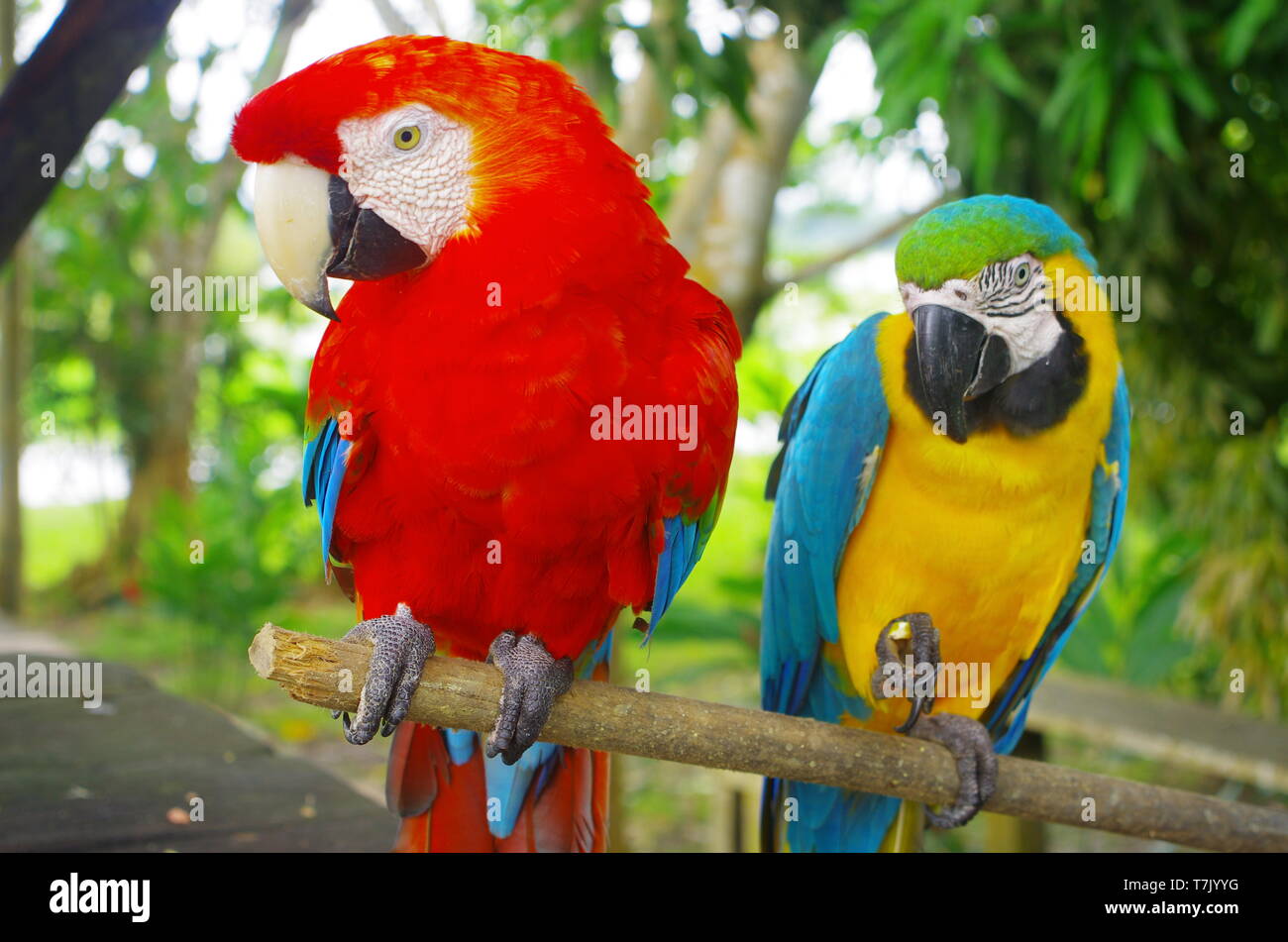 Amazon parrots hi-res stock photography and images - Alamy