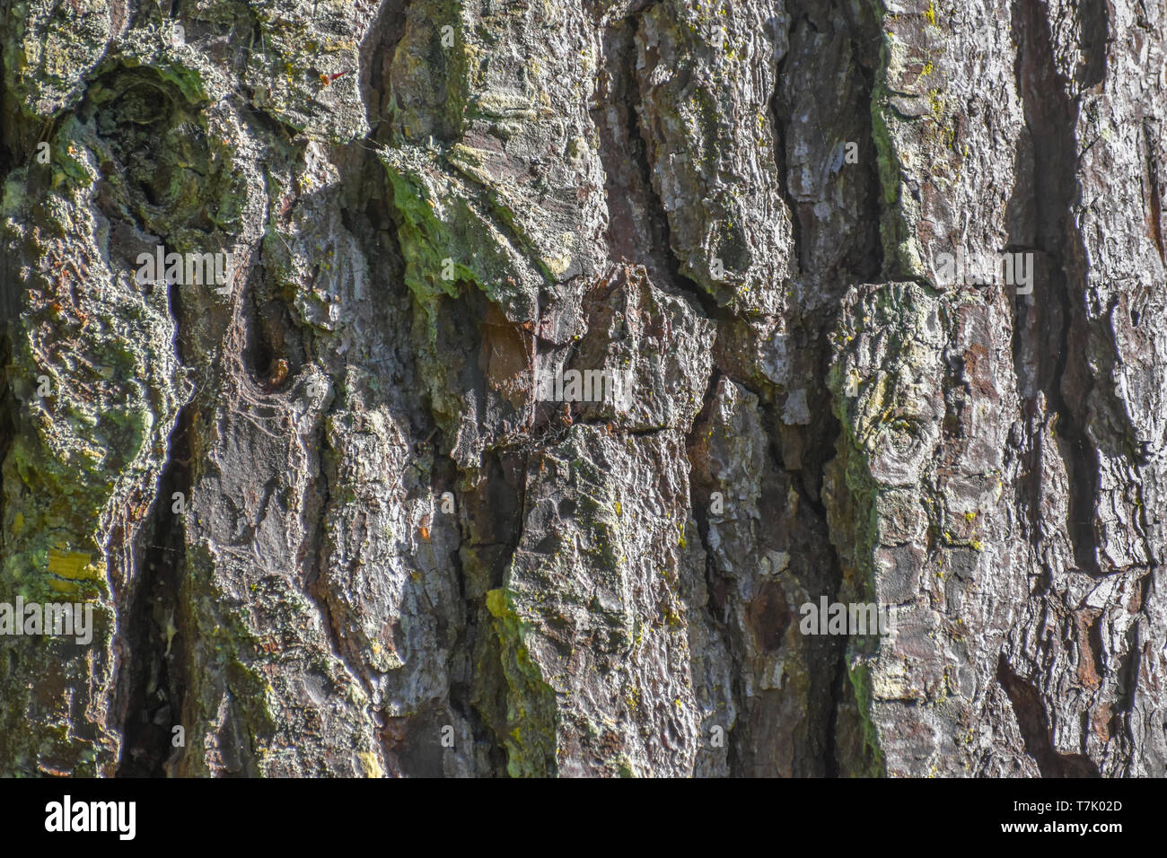 Macro close-up of a pine tree showing the natural colors, patterns and textures of the bark ...