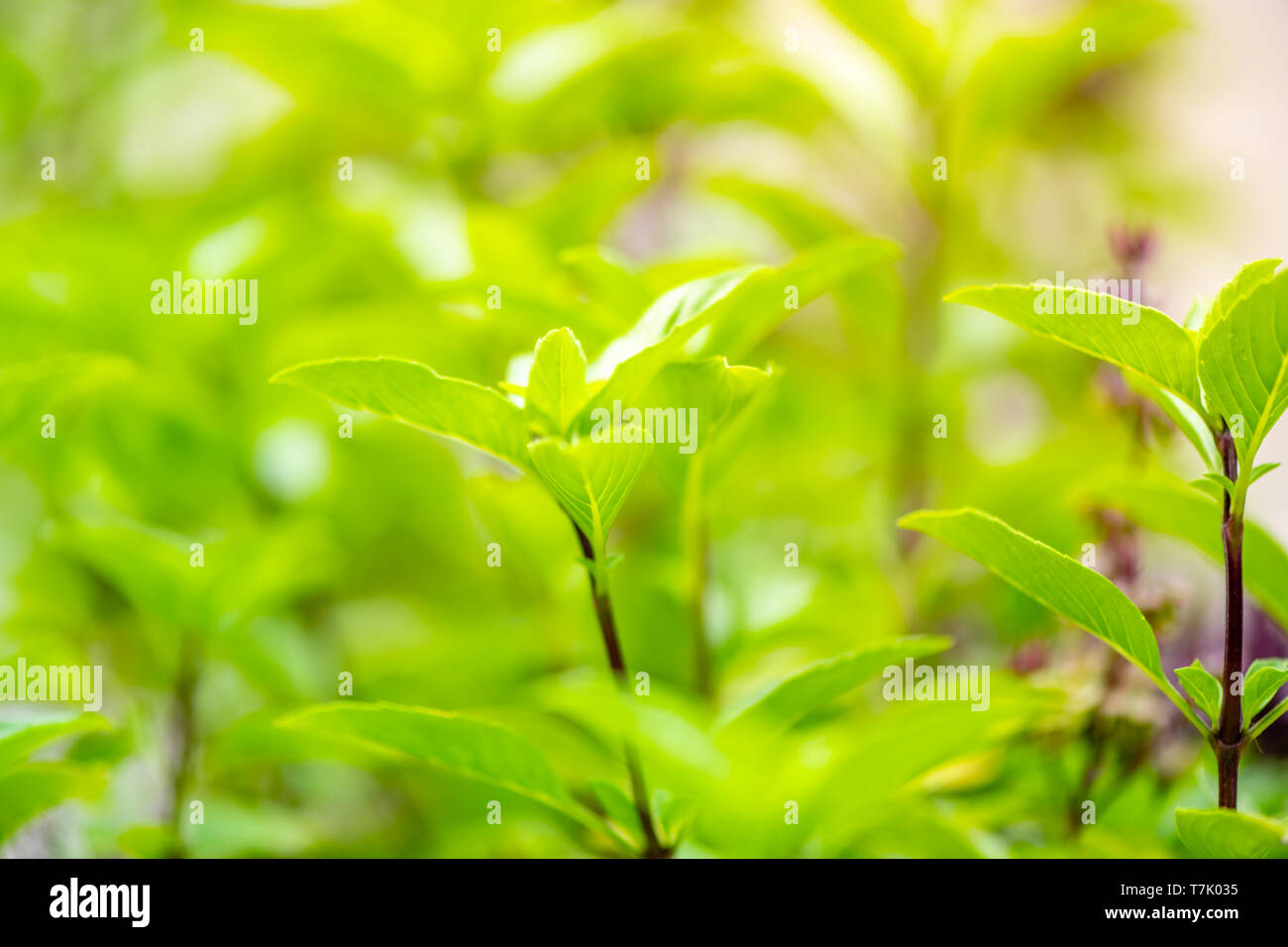 Basil Garden Palm City Florida at Isaac Oppen blog