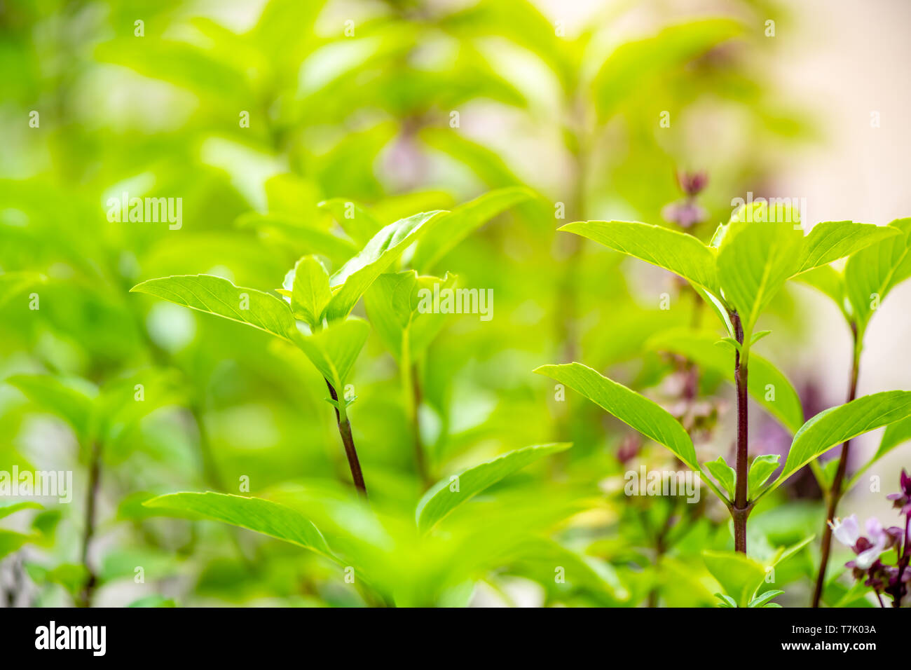 asian vegetable basil leaf.closeup basil leaf for cook.fresh basil ...