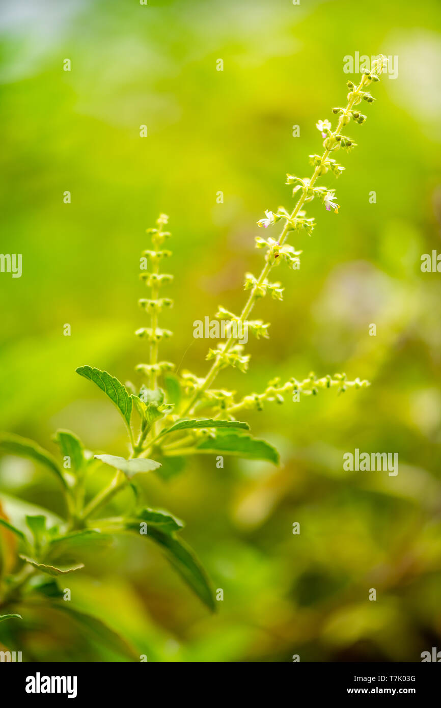 Basil Garden Palm City Florida at Isaac Oppen blog