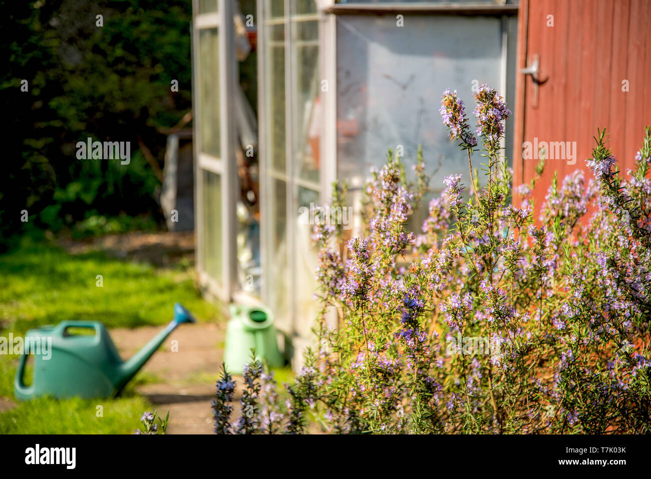Watering flower border summer hi-res stock photography and images - Alamy