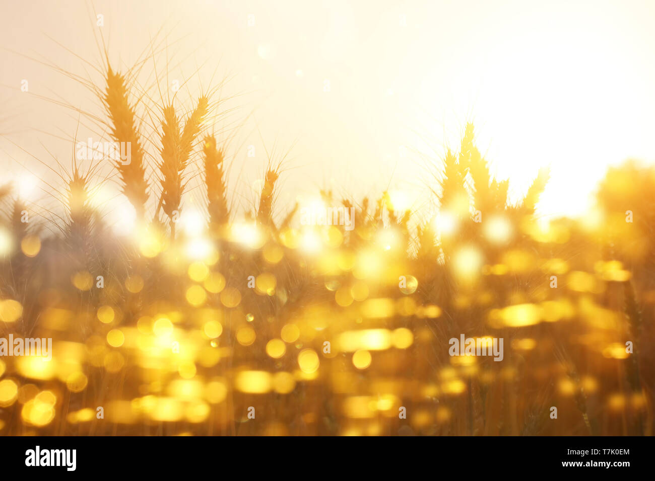Wheat grain burst hi-res stock photography and images - Alamy