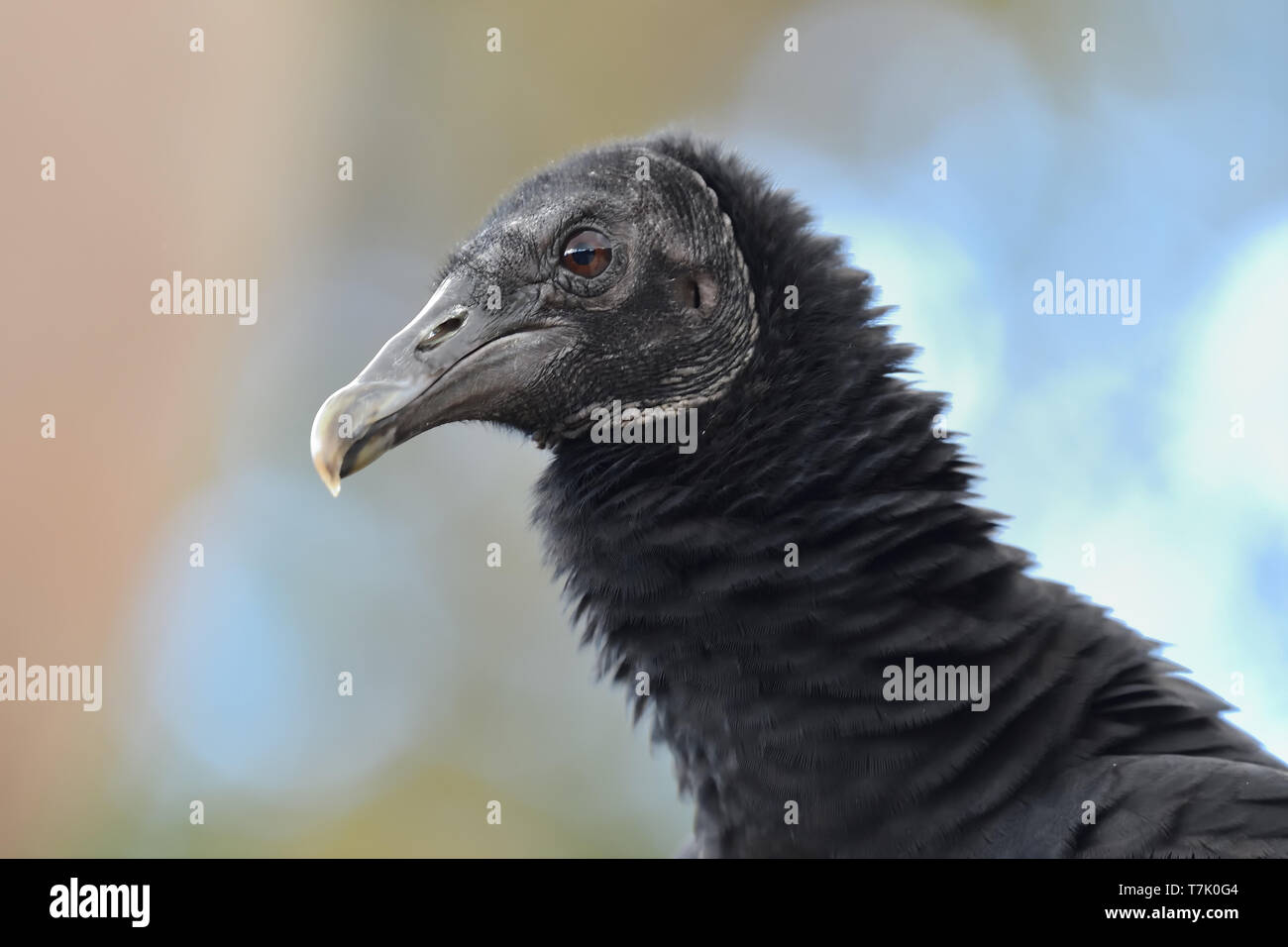 Head shot of a black vulture (coragyps atratus Stock Photo - Alamy