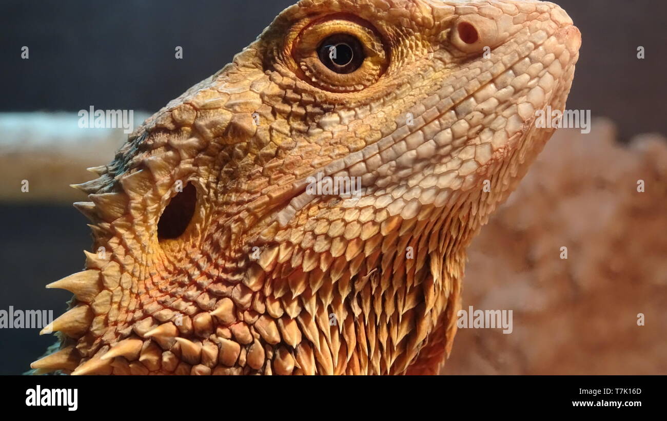 Large Bearded Dragon lying in vivarium waiting for food - Taken in ...