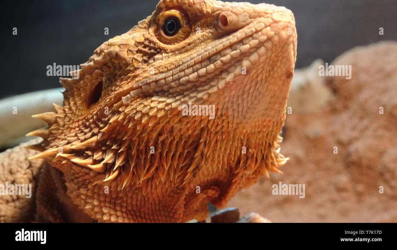 Large Bearded Dragon lying in vivarium waiting for food - Taken in ...