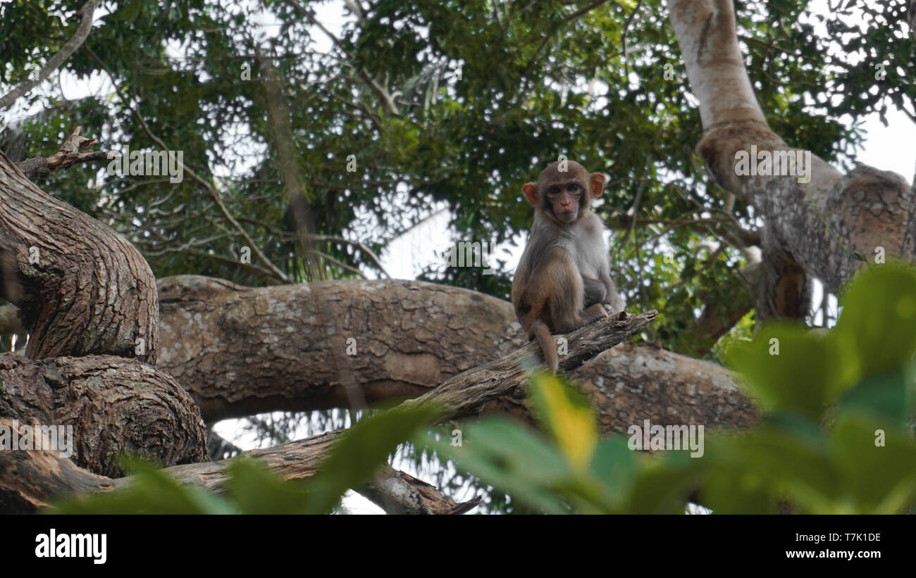 Amazon rainforest monkey moving hi-res stock photography and images - Alamy