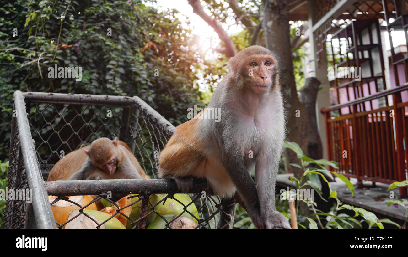 Monkeys steal food fruits from metal carts - animals Stock Photo - Alamy