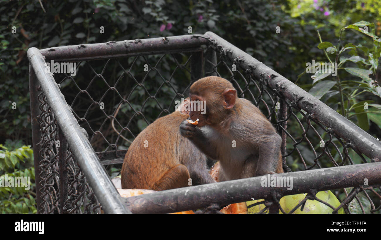Monkeys steal food fruits from metal carts - animals Stock Photo - Alamy