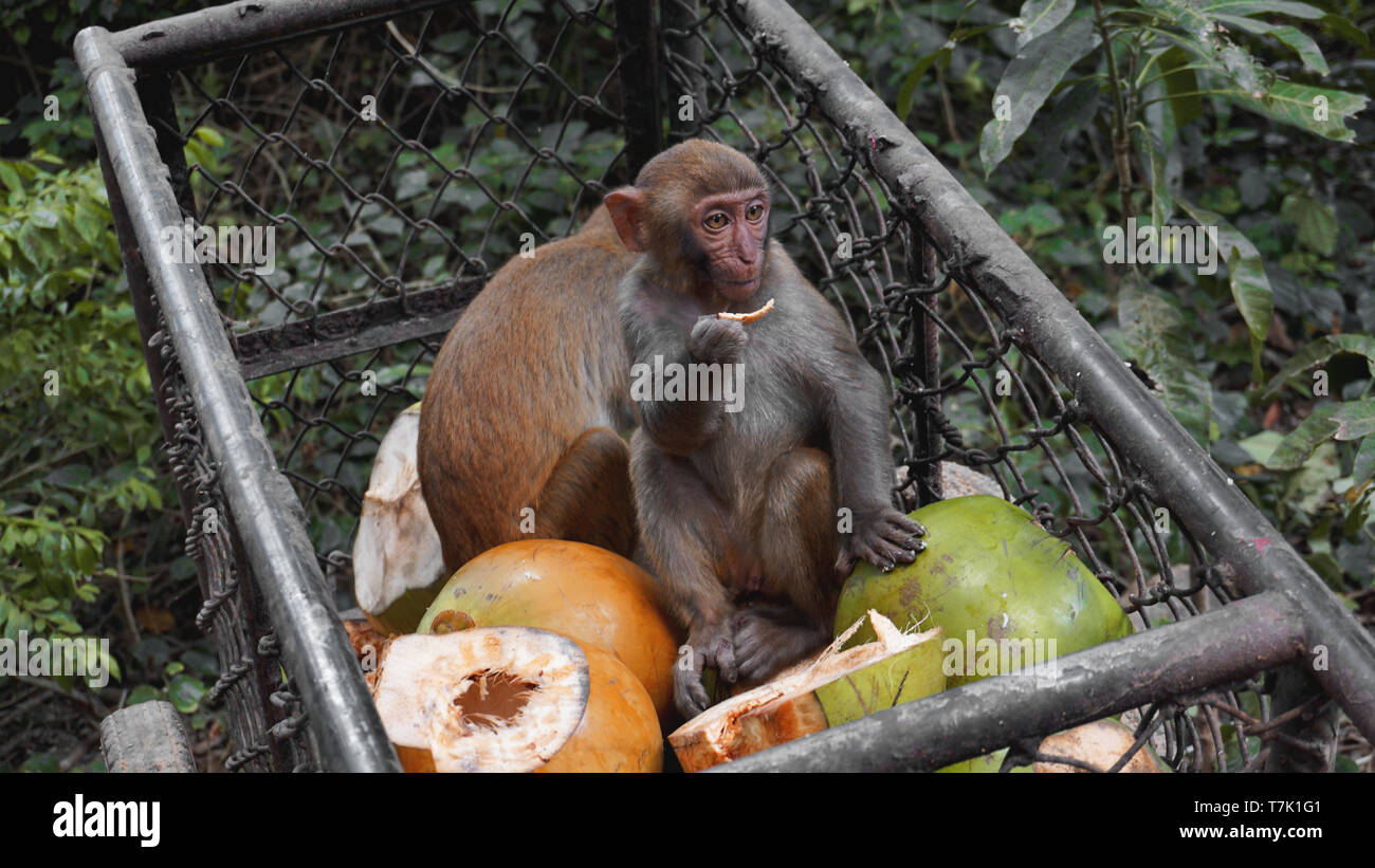 Monkeys steal food fruits from metal carts - animals Stock Photo - Alamy