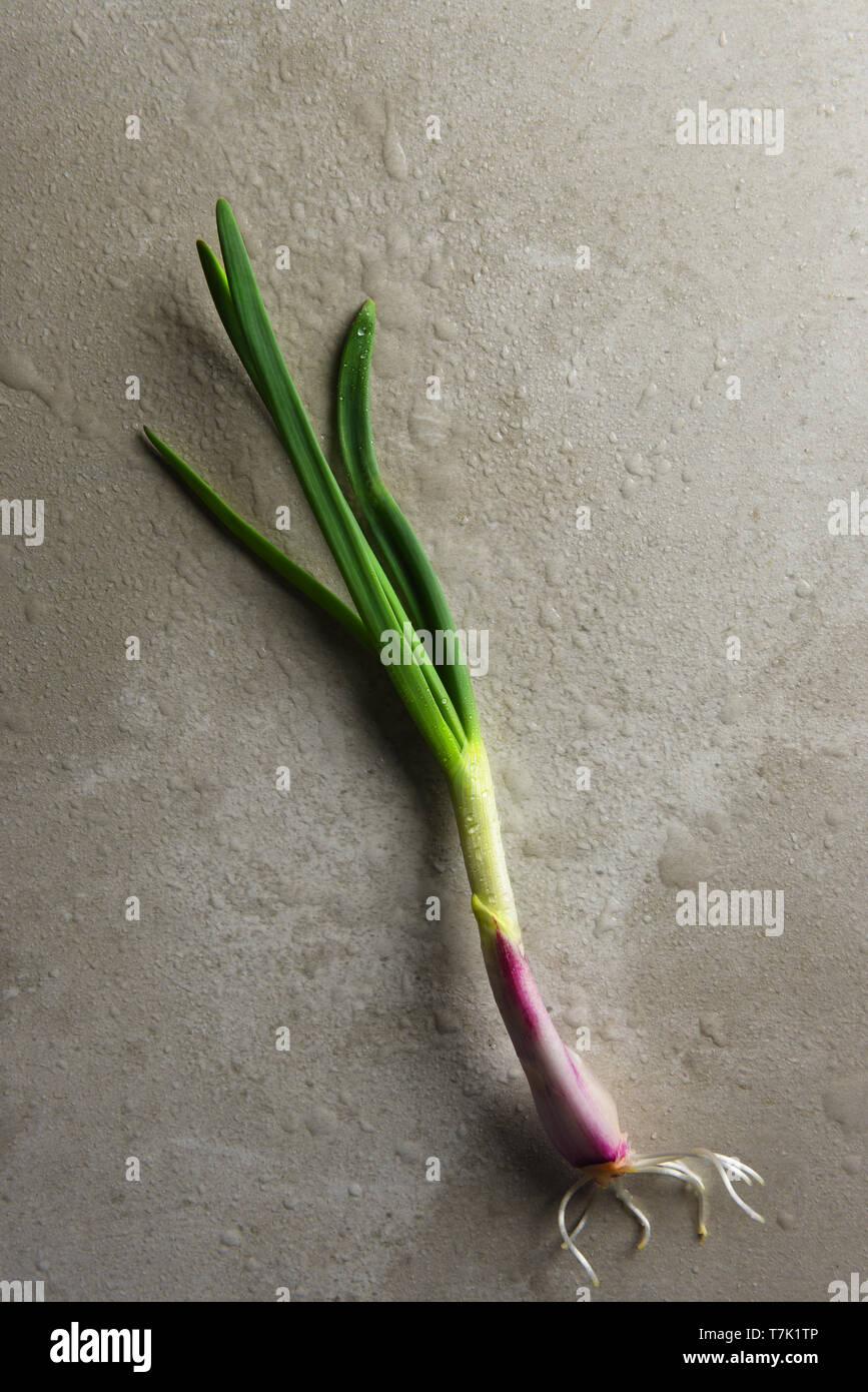 Overhead shot of a red onion sprout with roots on a tile background ...