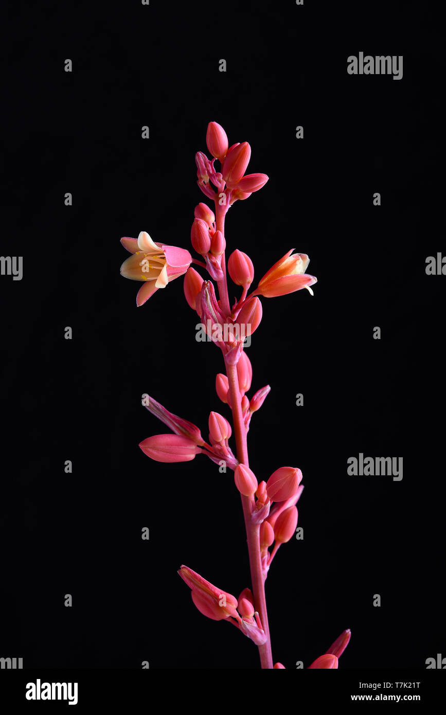 Red yucca hi-res stock photography and images - Alamy