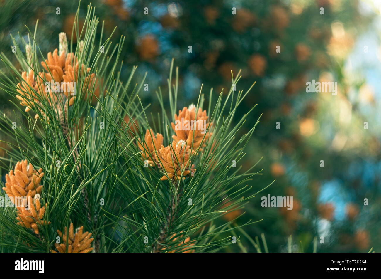 Beautiful pine buds closeup Stock Photo - Alamy