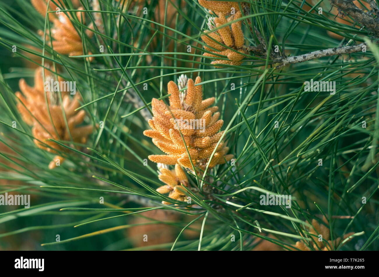 White pine pollen cone hi-res stock photography and images - Alamy