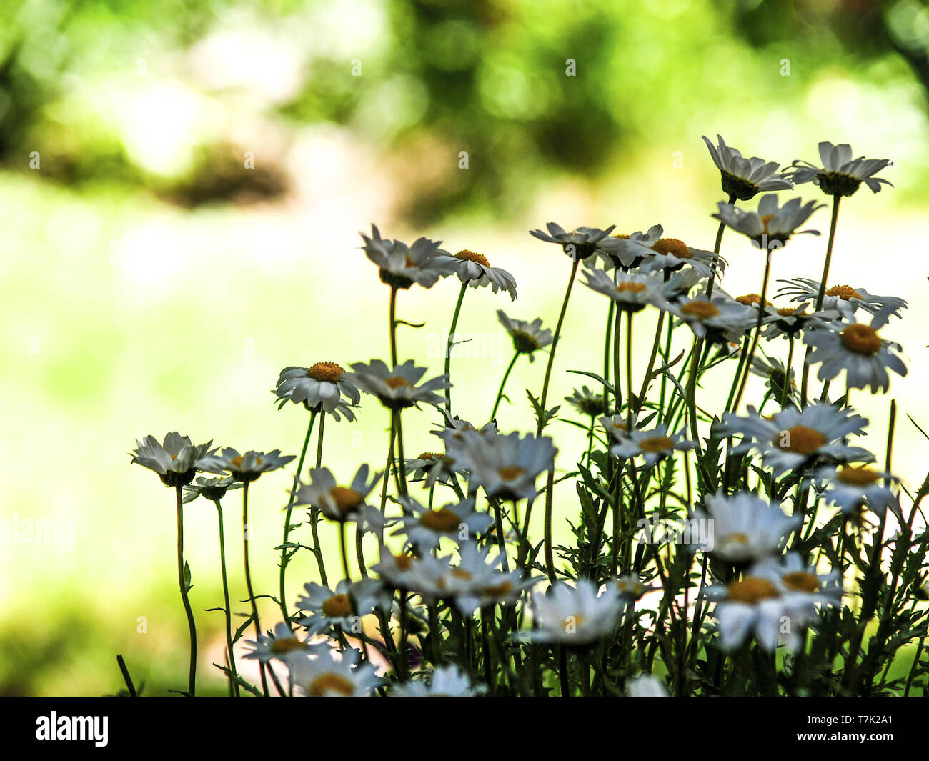 Flora flower yellow simply flowers hi-res stock photography and images ...