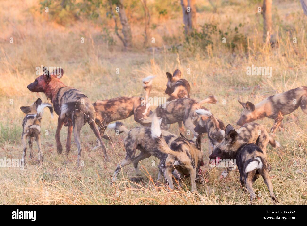 Bostwana, Moremi National Park, African wild dog or African hunting dog ...