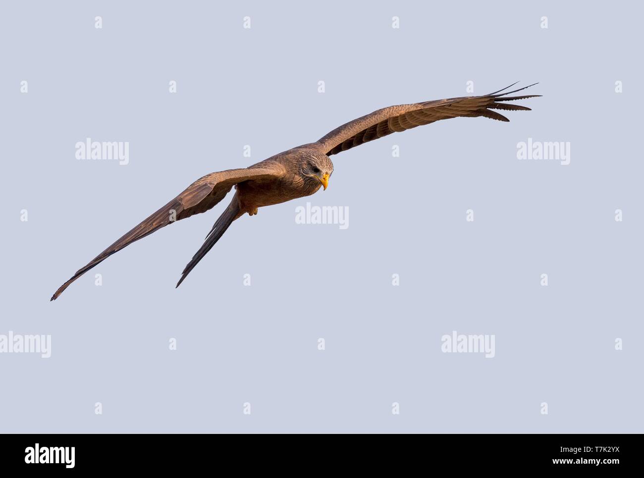 Birds of the kalahari hi-res stock photography and images - Alamy