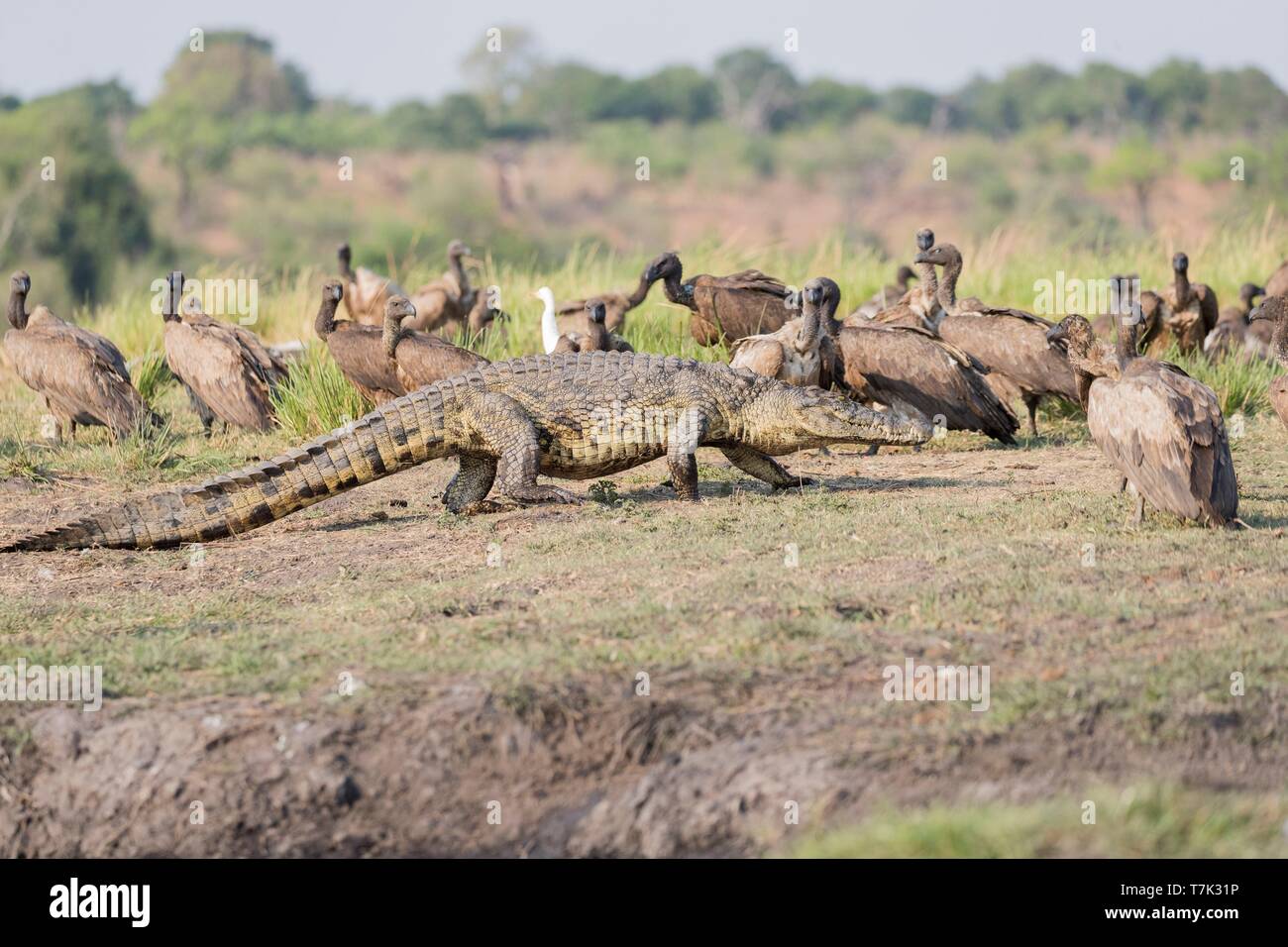 Crocodile eating bird hi-res stock photography and images - Alamy