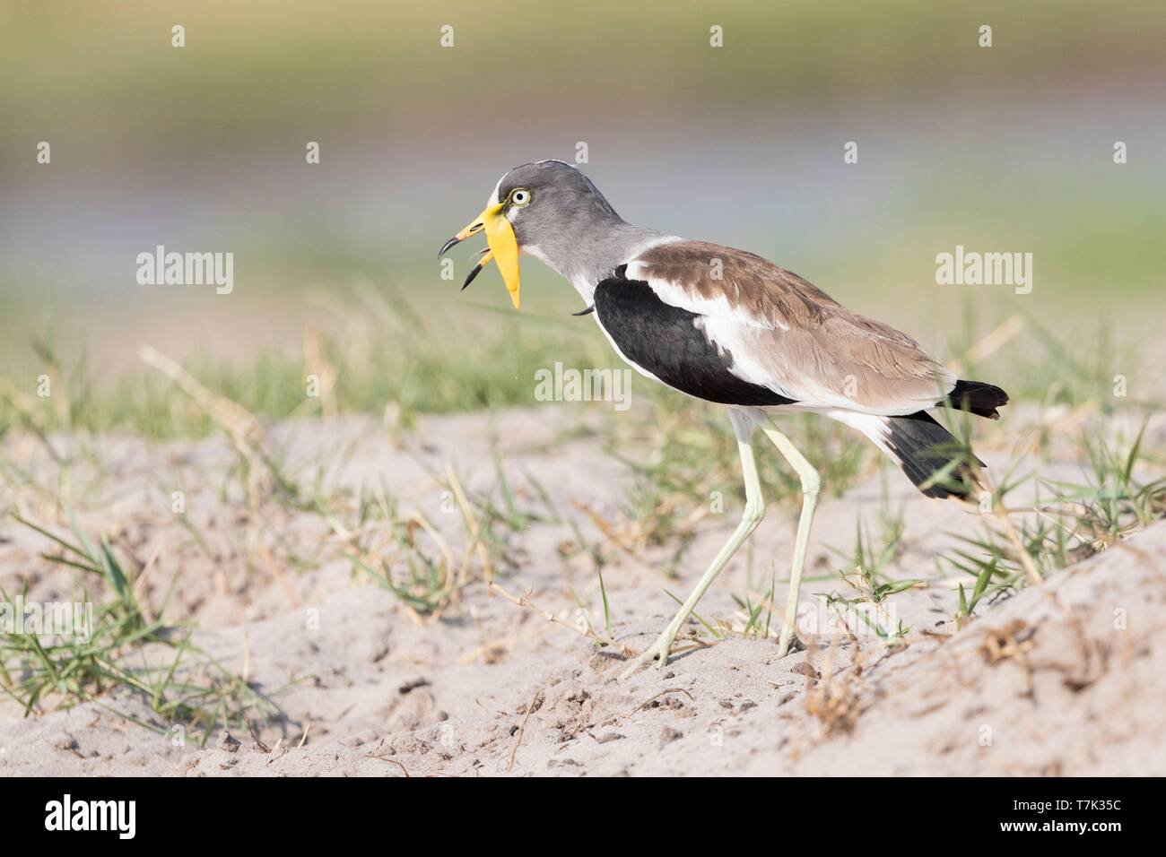 Bostwana, Chobe National Park, Chobe river, African wattled lapwing ...