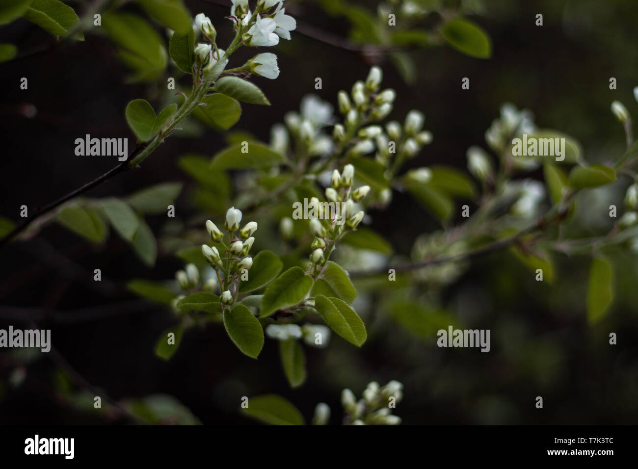 Fruit growing garden europe hi-res stock photography and images - Alamy