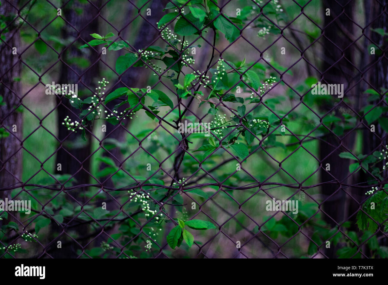 Tree growing through metal fence hi-res stock photography and images ...
