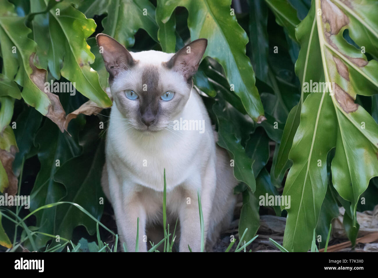 Slender and muscular cat hi-res stock photography and images - Alamy